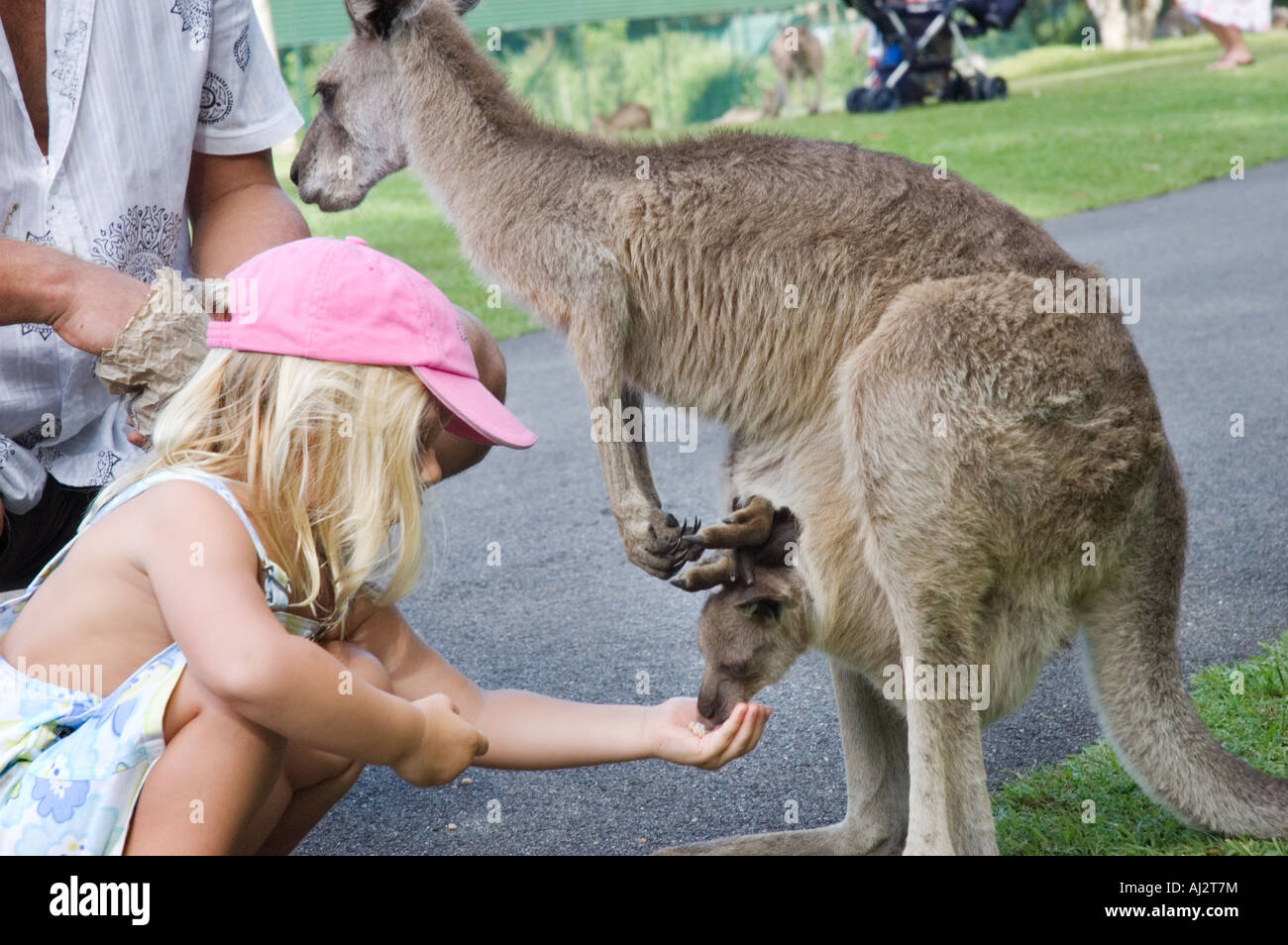 kangaroos being fed by little girl and her dad Stock Photo - Alamy