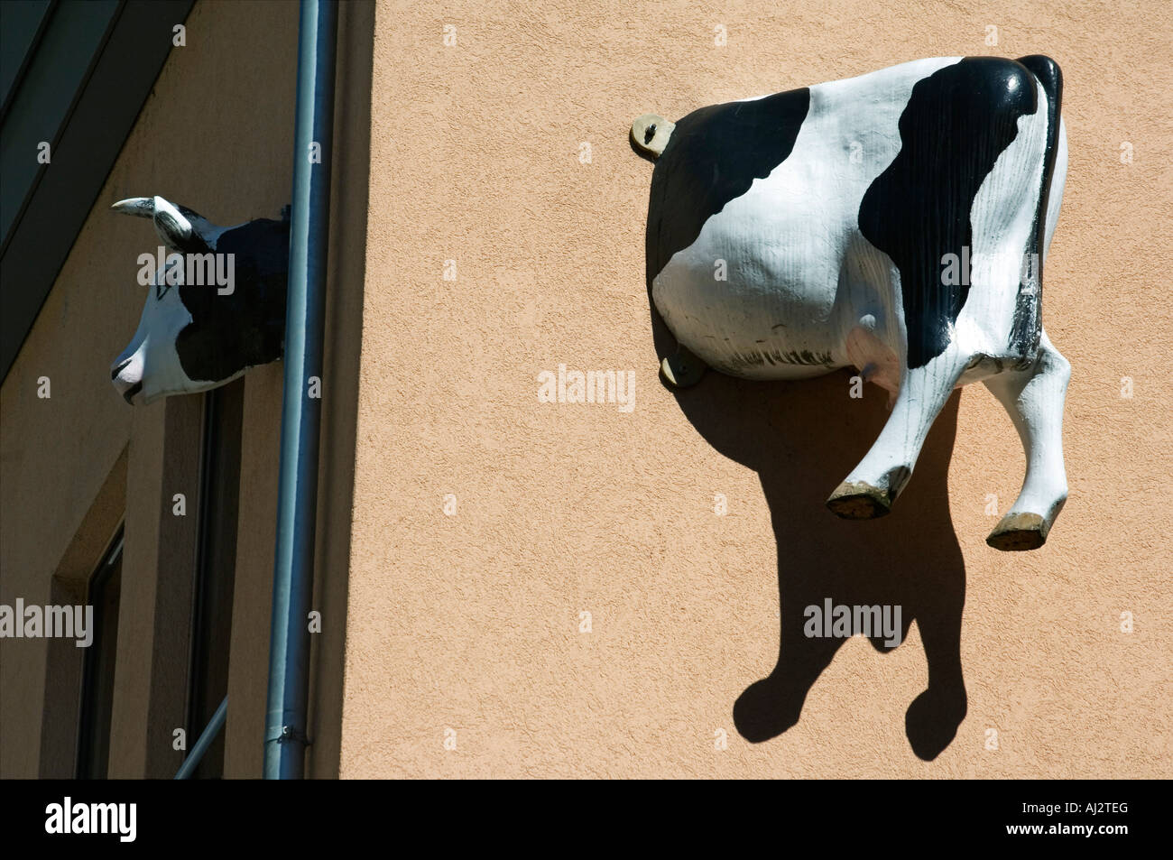 A Model Cow is made to look attached to a building, Interlaken ...