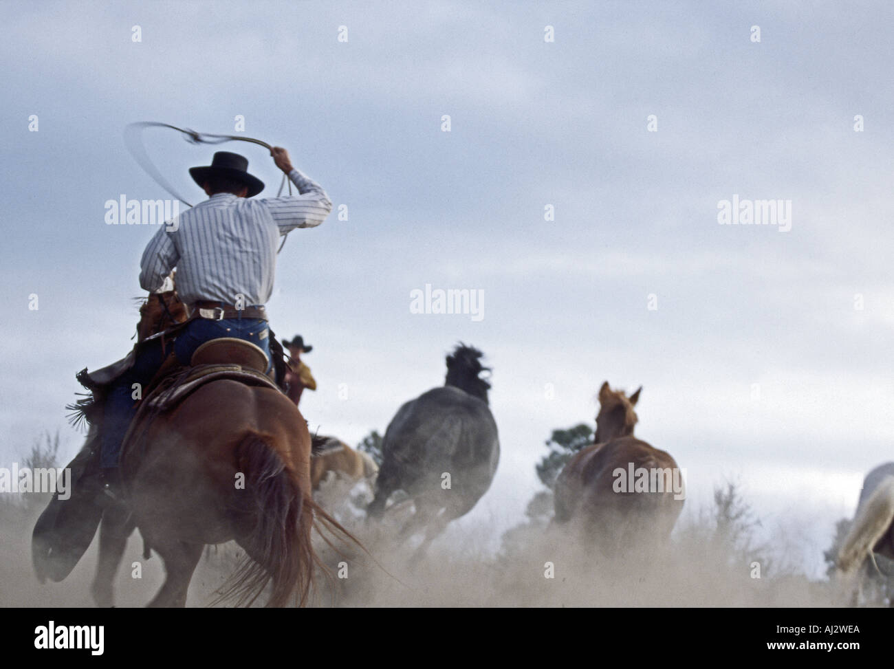 Cowboy running horses up a dusty hill in Oregon Stock Photo - Alamy