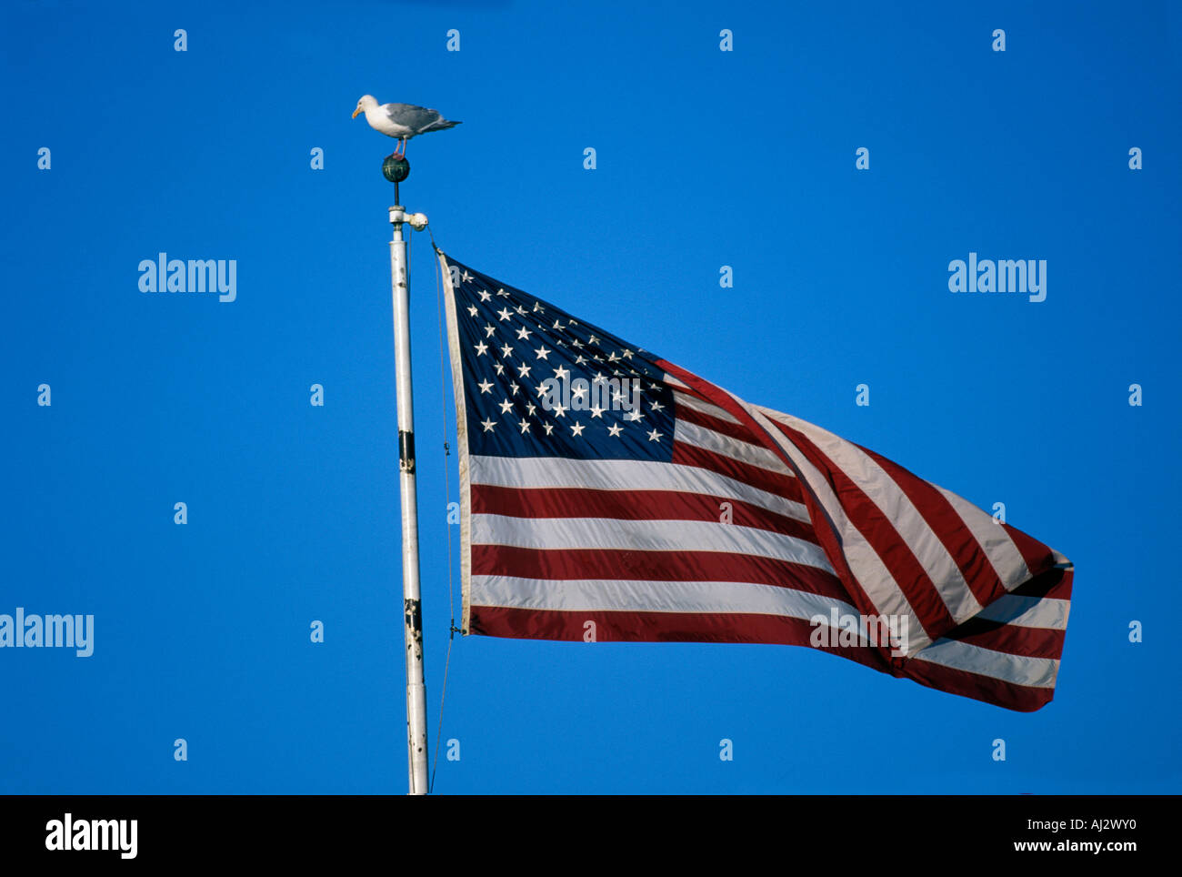 USA Washington Seattle Seagull sits atop flag pole flying American flag ...