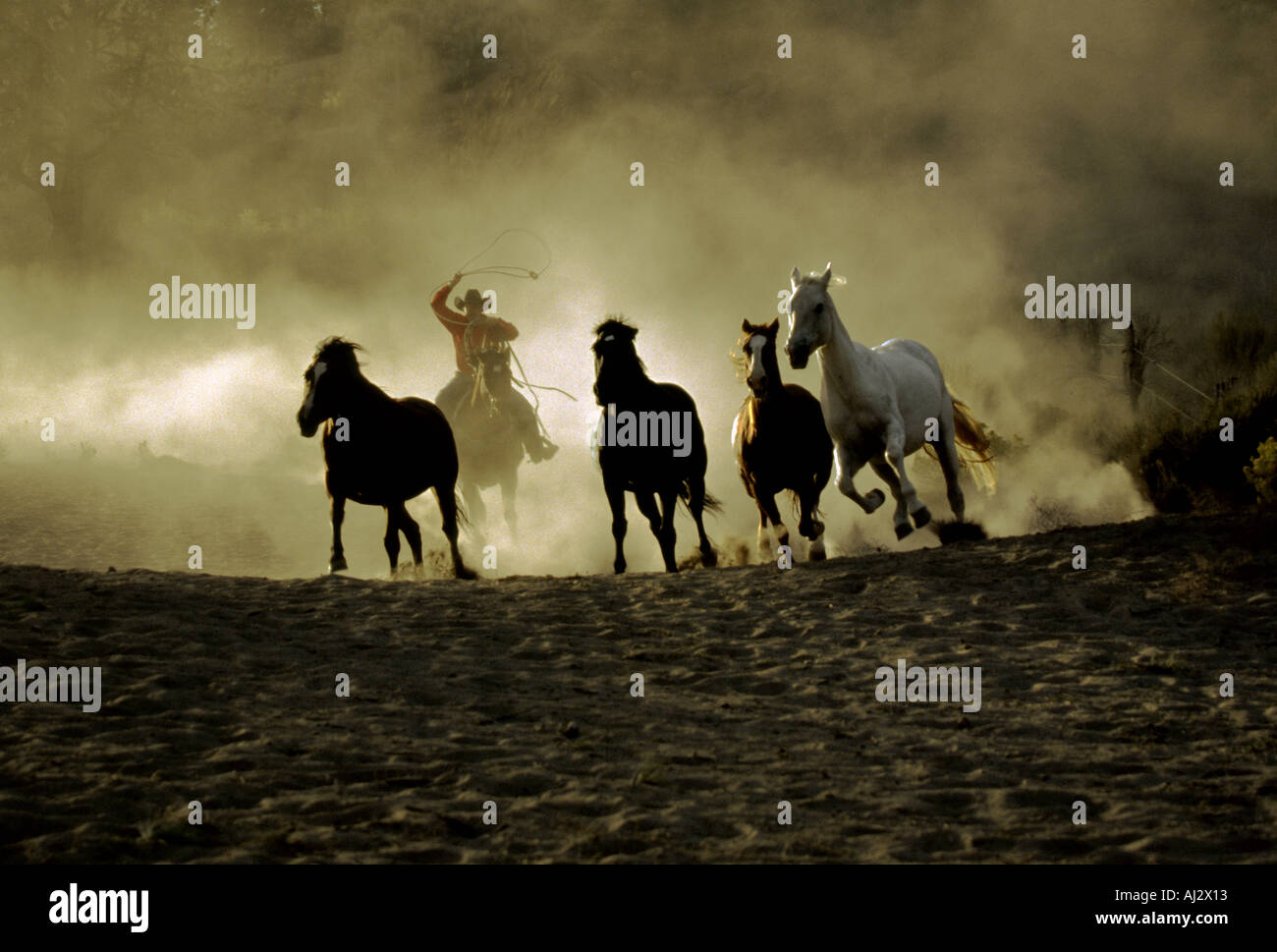 Cowboy chasing four horses in evening with backlit dust in Oregon at ...