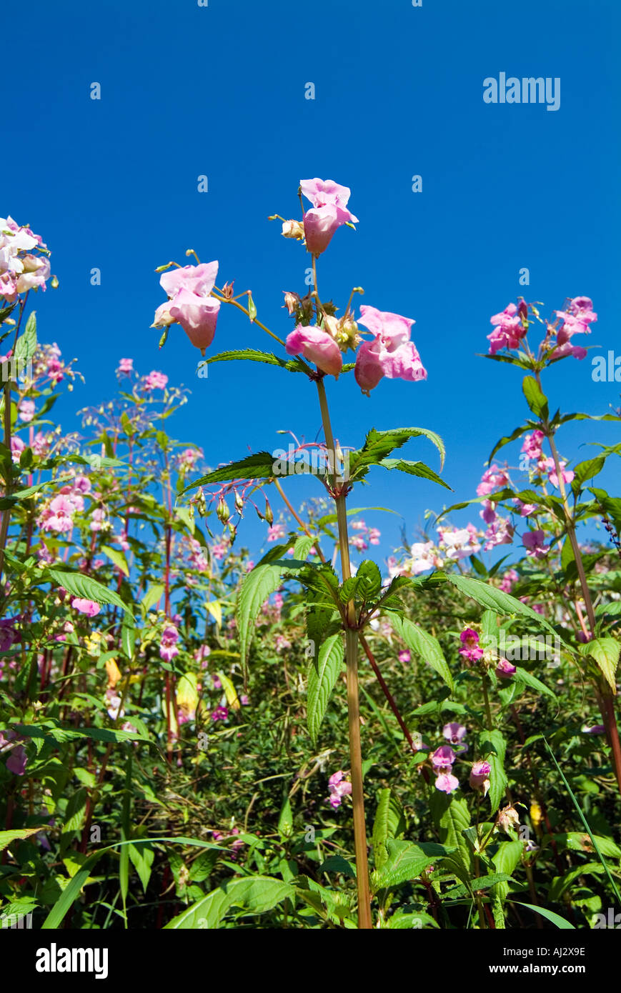 Wild flowers Himalayan Balsam - Impatiens glandulifera Stock Photo - Alamy