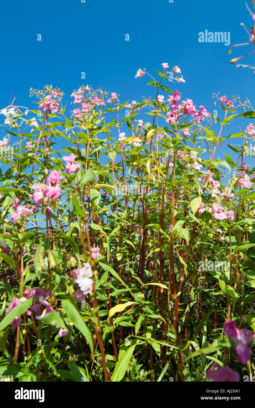 Wild flowers Himalayan Balsam - Impatiens glandulifera Stock Photo - Alamy