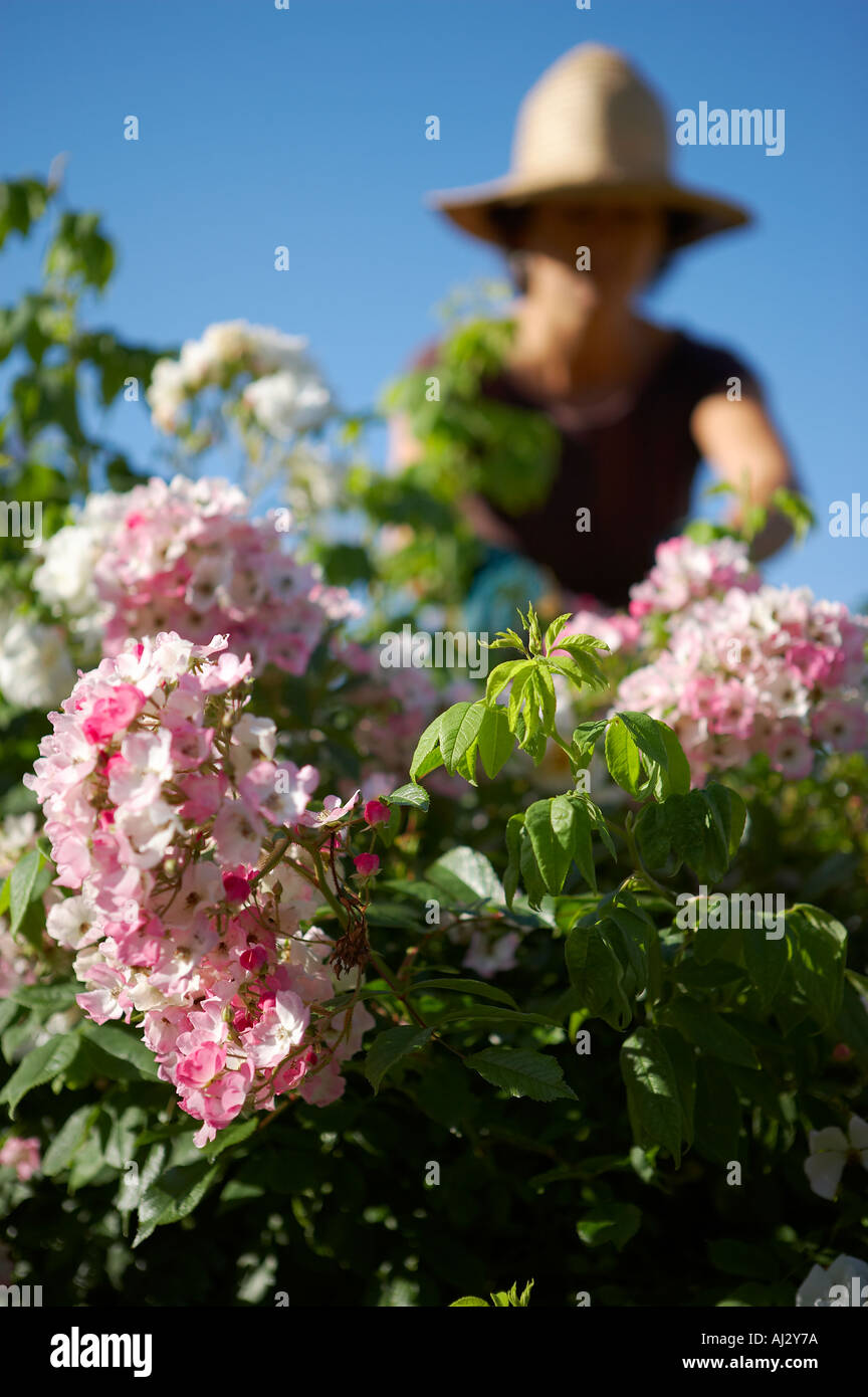 Woman model released pruning roses in a garden Dorset England UK Stock ...