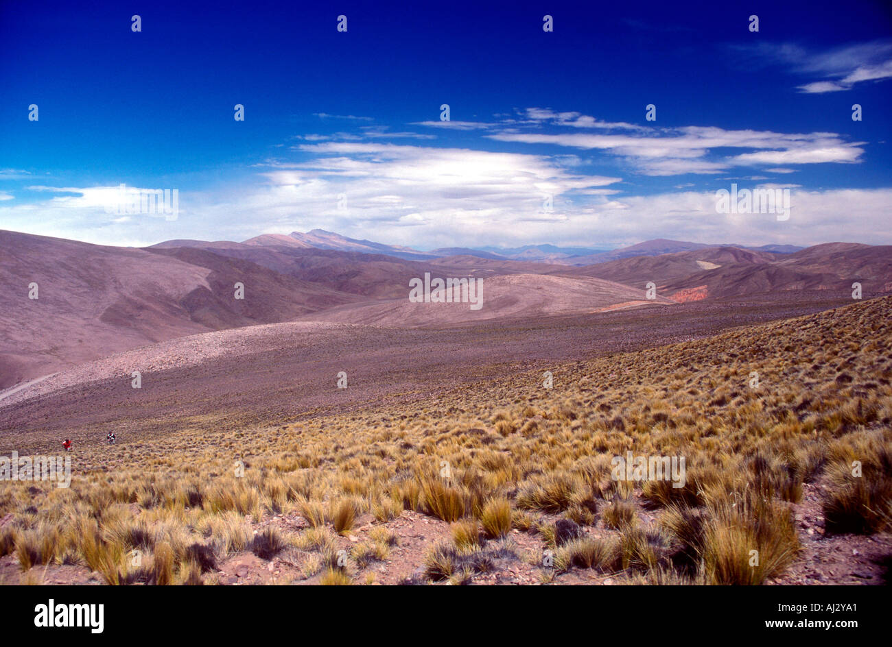 Puna grassland hi-res stock photography and images - Alamy
