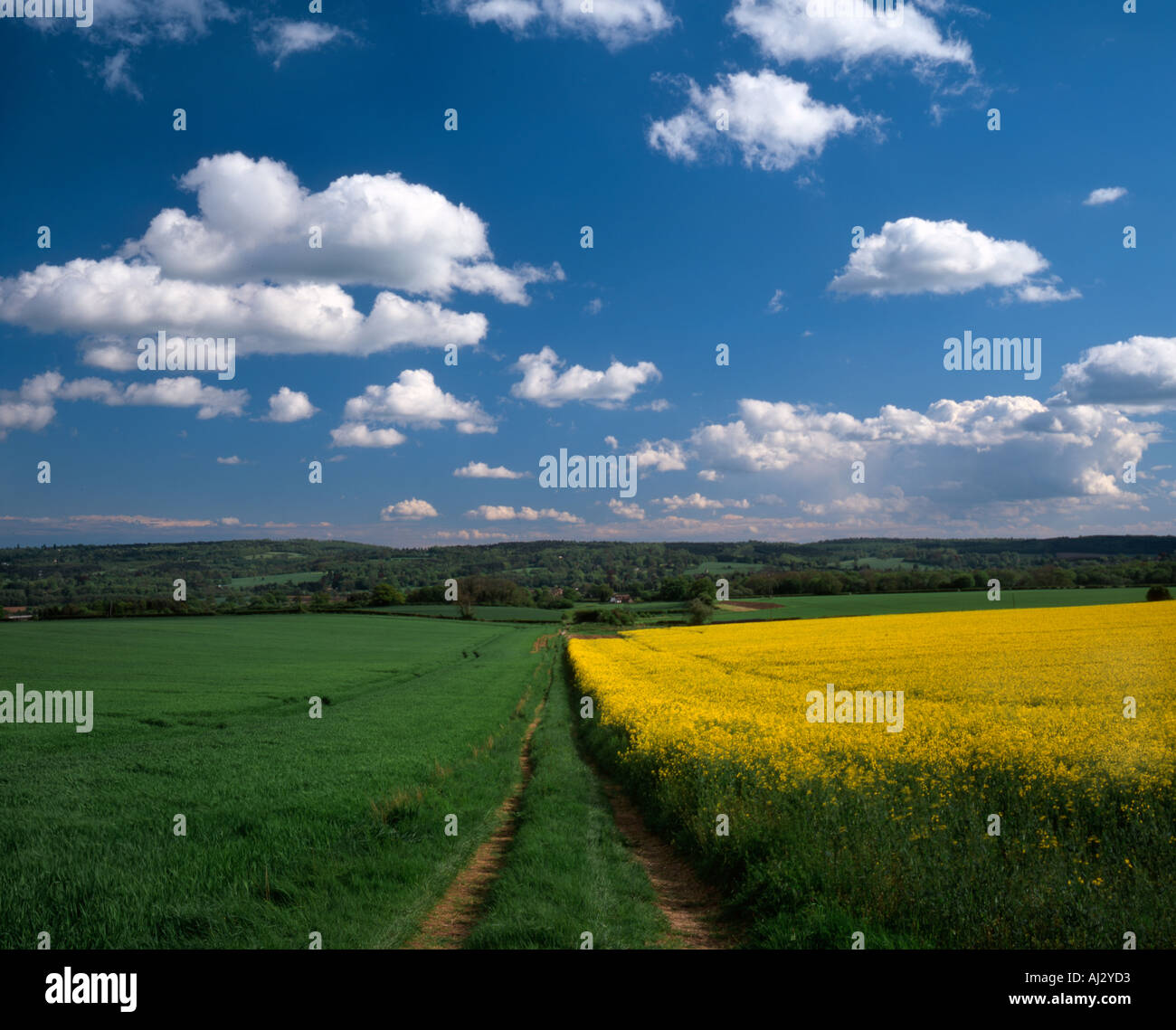 Field of rapeseed and grass Westerham Kent England UK Stock Photo - Alamy