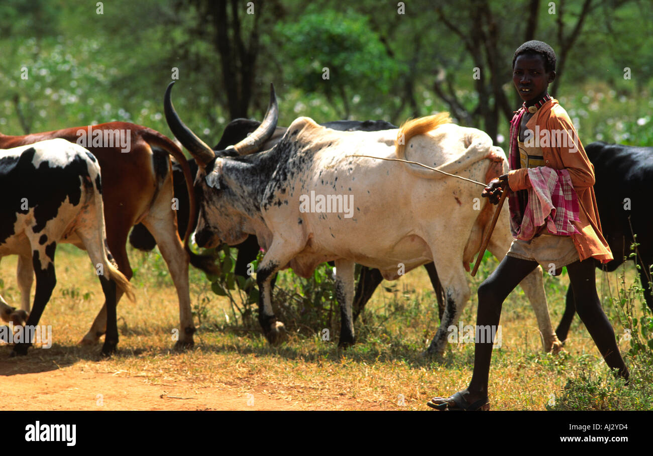 A young Maasai herd boy taking his family's cattle to new pastures ...