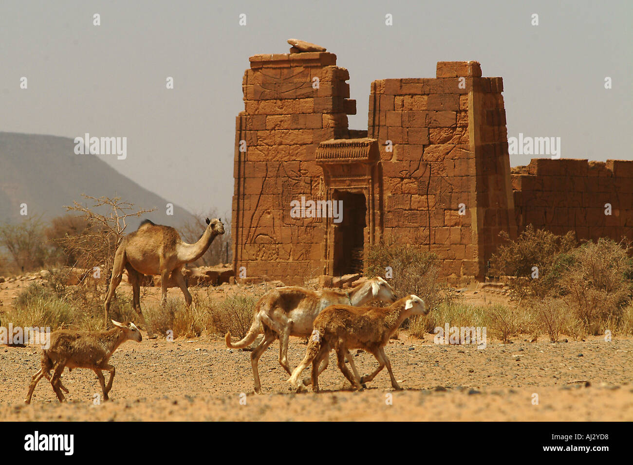 Naga temple of the lion god Stock Photo - Alamy