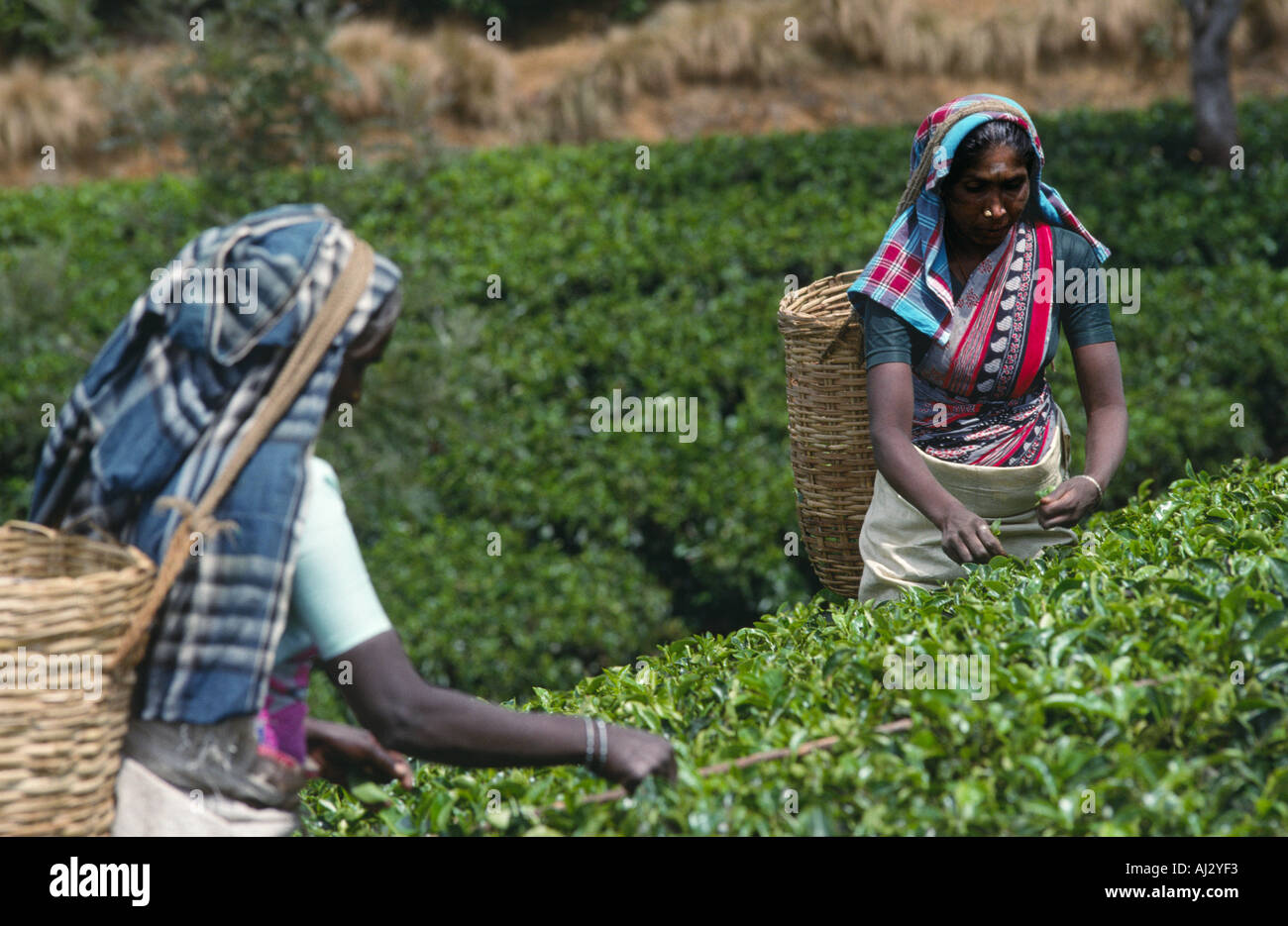 Estate workers, Tamil women picking tea on a large tea estate near ...