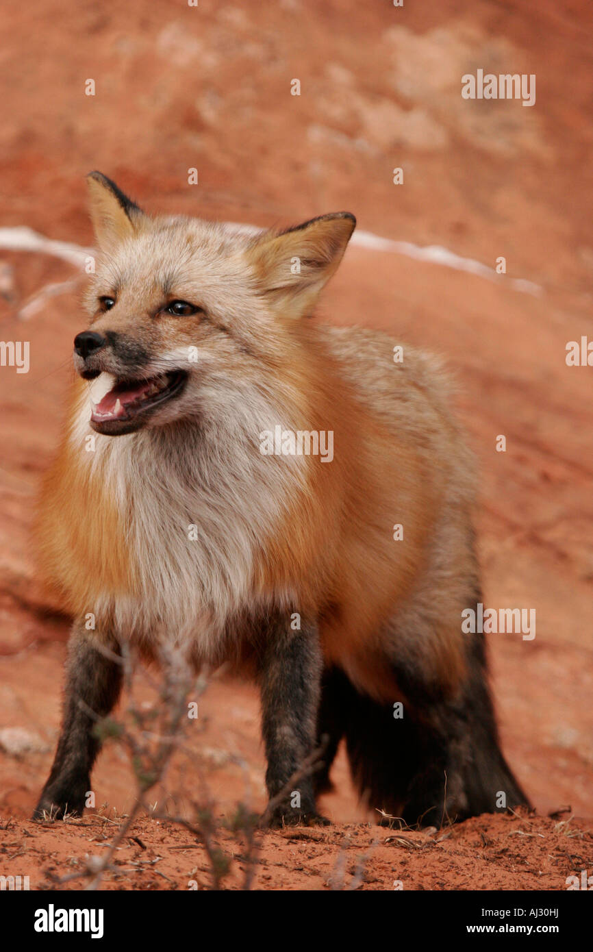 red fox vulpes vulpes Stock Photo - Alamy