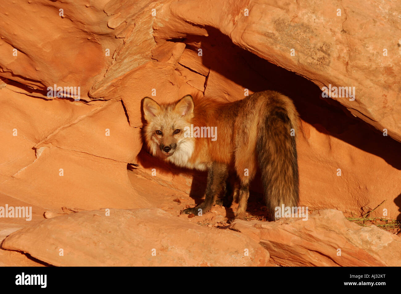 Utah fox hi-res stock photography and images - Alamy