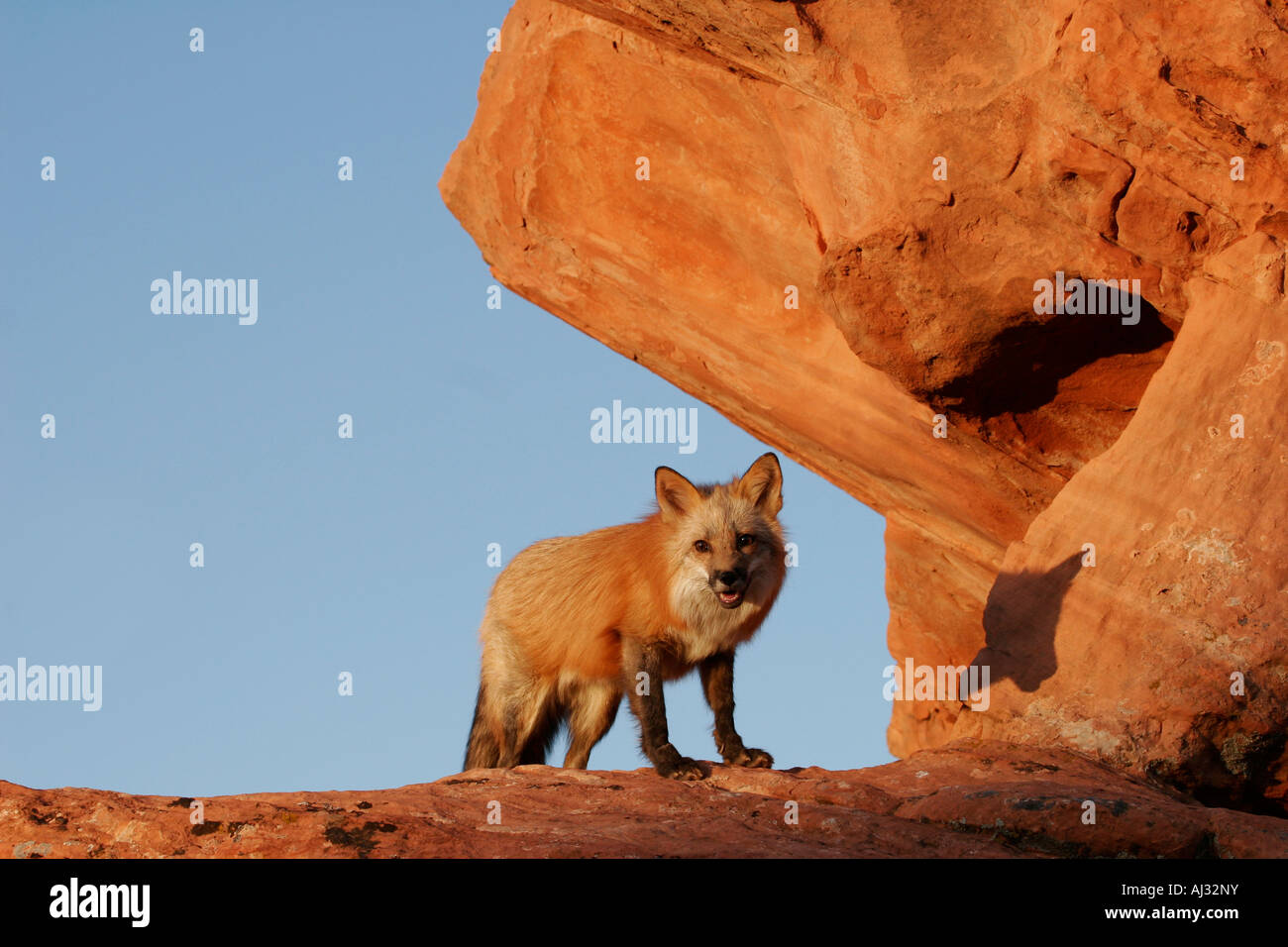 Utah fox hi-res stock photography and images - Alamy