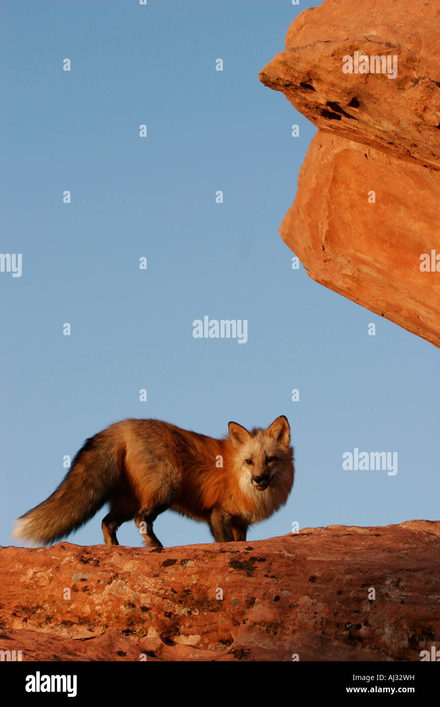 Utah fox hi-res stock photography and images - Alamy