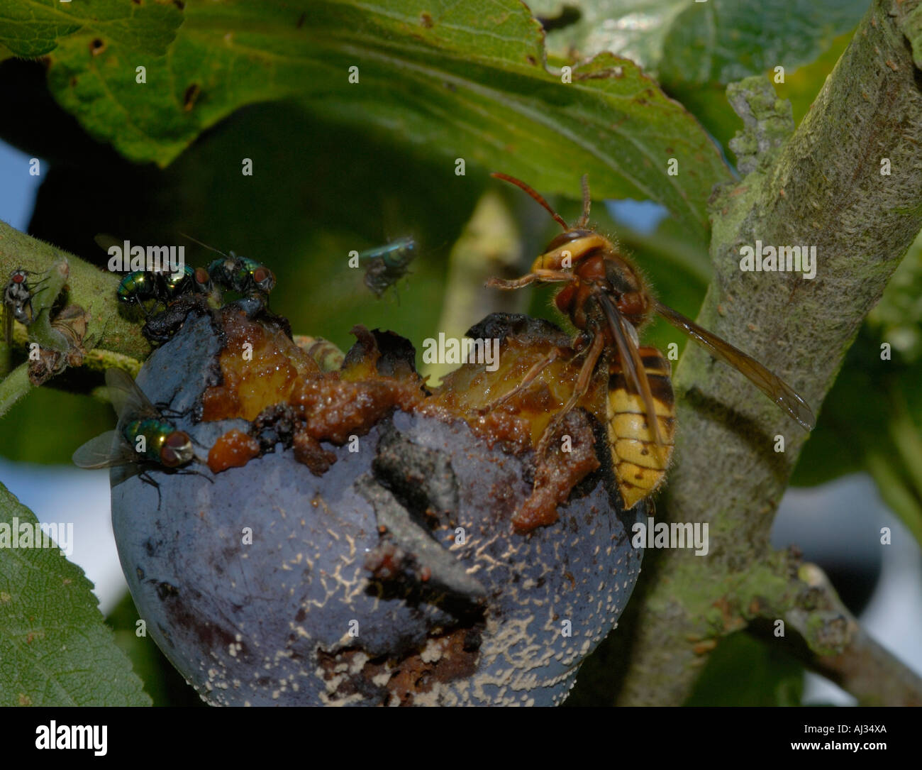 Hymenoptera eaters hi-res stock photography and images - Alamy