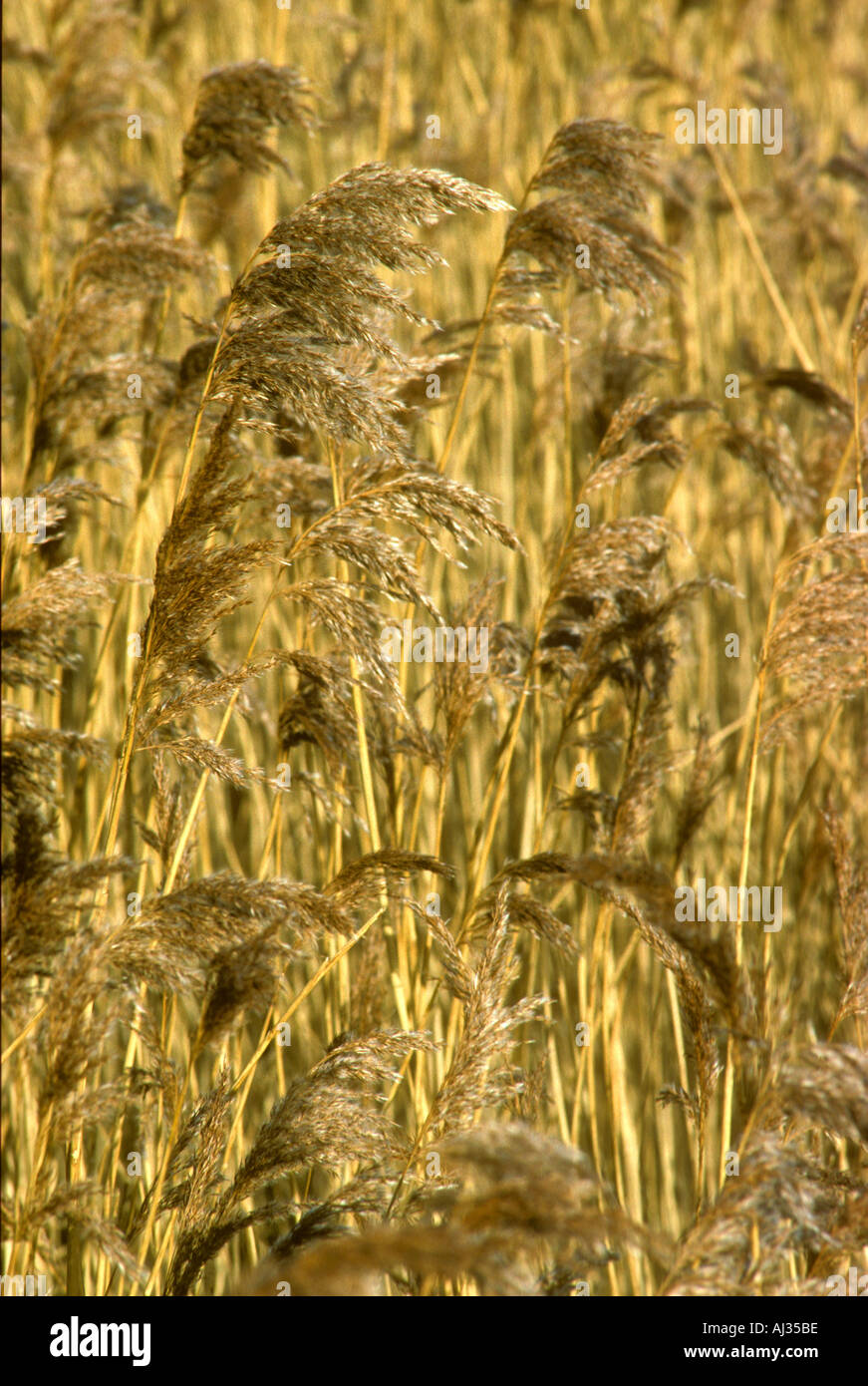 Ditch reed seeds hi-res stock photography and images - Alamy