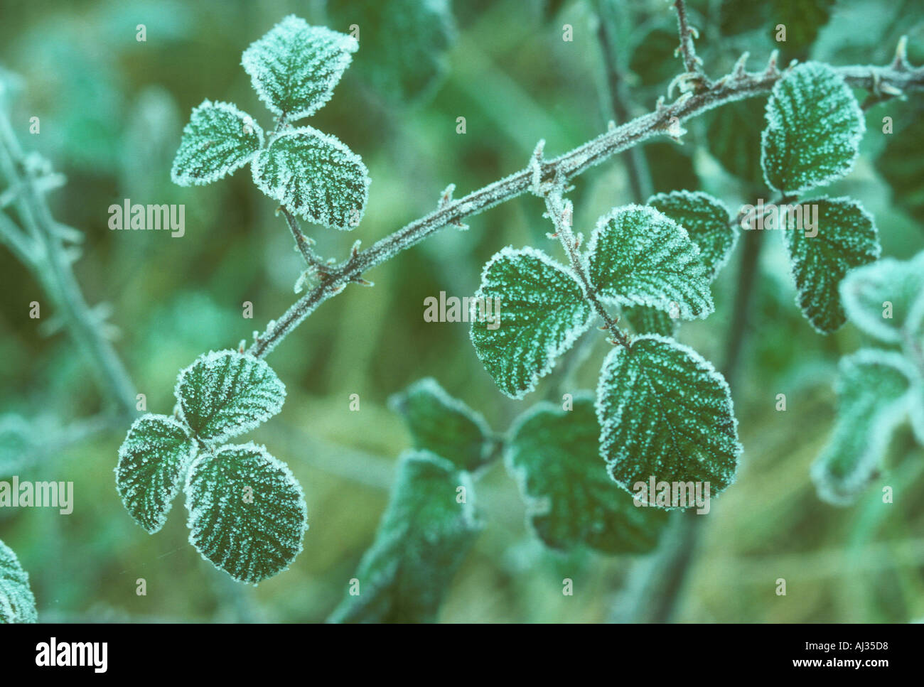 Brambles covered in hoar frost hi-res stock photography and images - Alamy