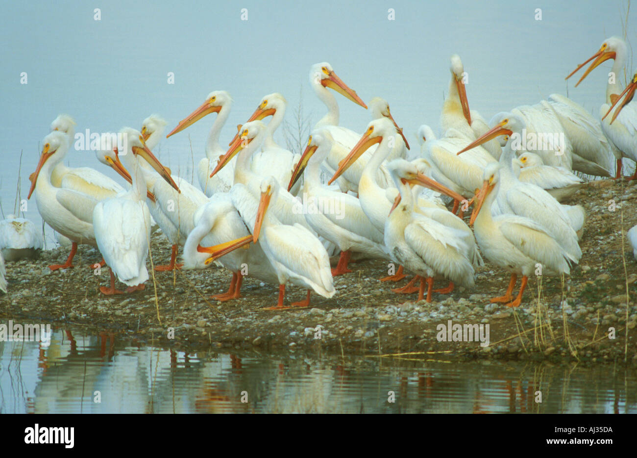 A roost of American White Pelicans Stock Photo - Alamy