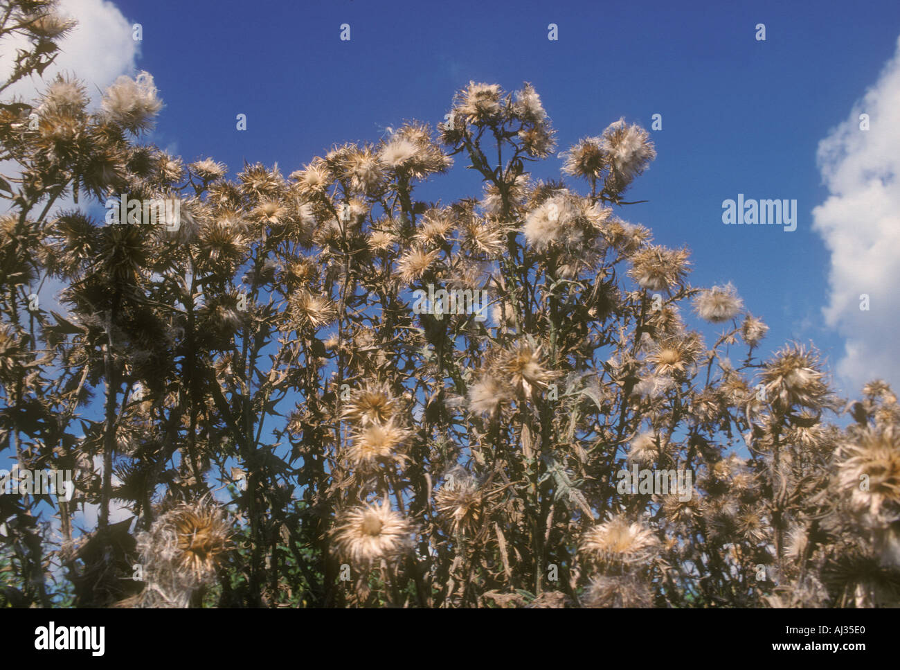 Shedding seed hi-res stock photography and images - Alamy