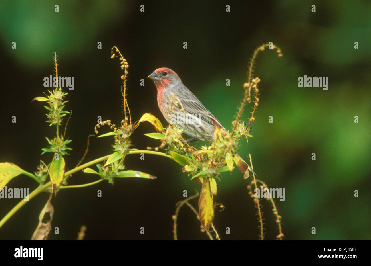 House finch environment hi-res stock photography and images - Alamy