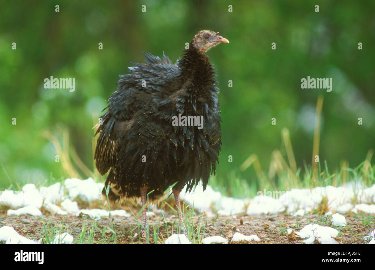 Fat wild turkey hi-res stock photography and images - Alamy