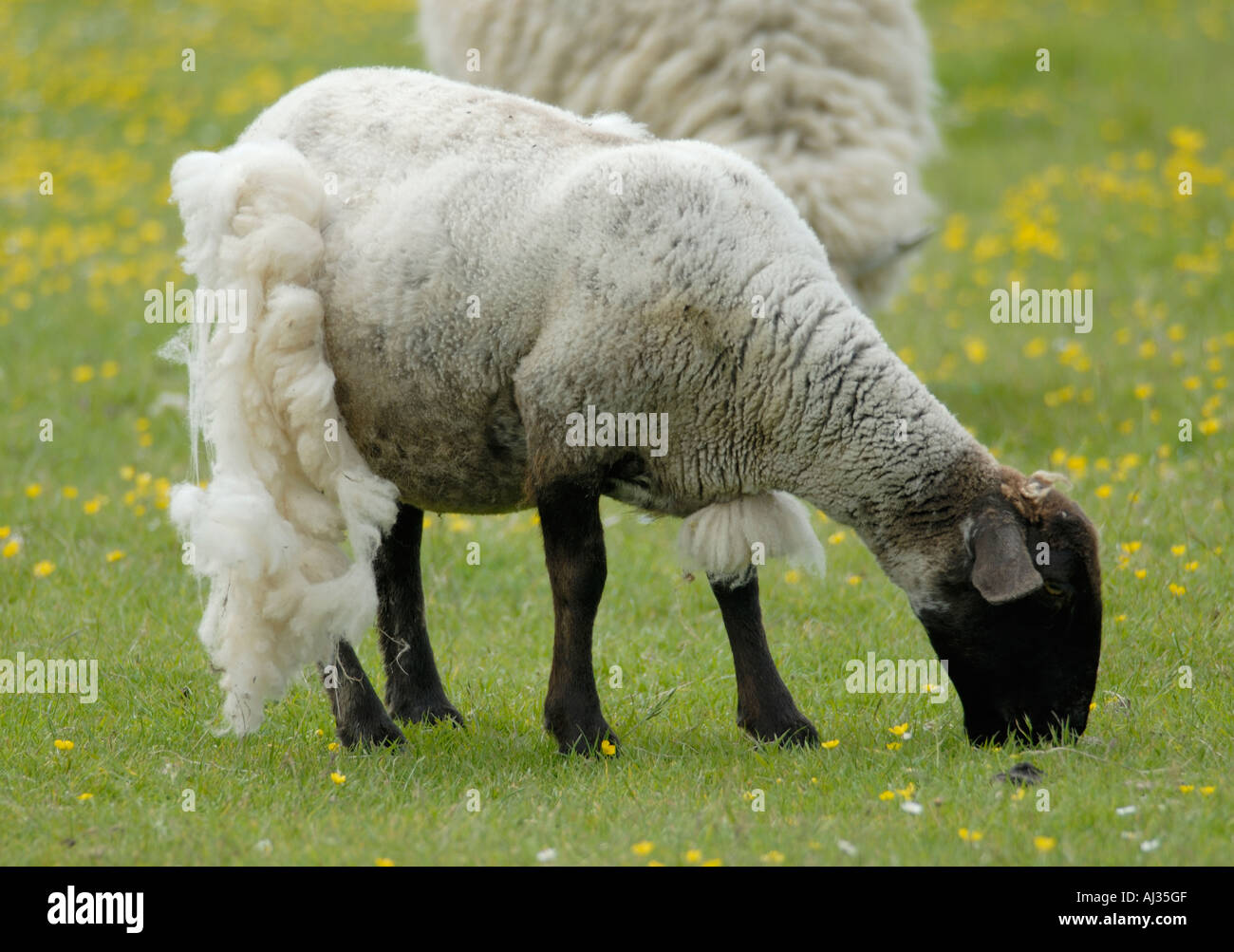 Sheep wool hanging hi-res stock photography and images - Alamy