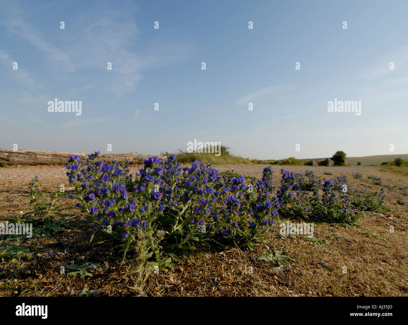 Plants of Viper s bugloss Echium vulgare with bright blue flowers ...