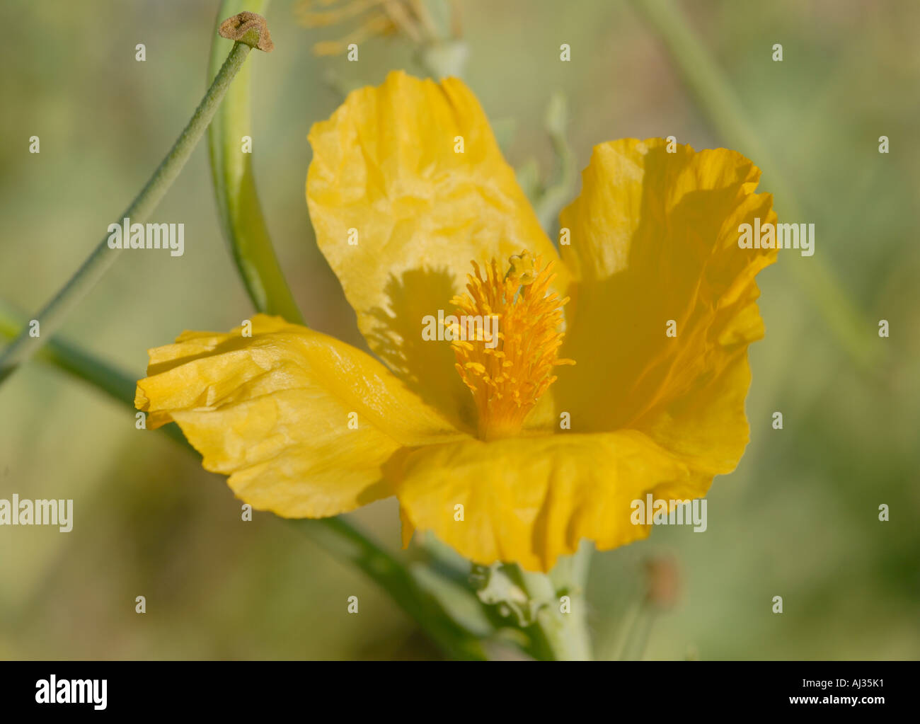 Waxy bright yellow flower of Yellow Horned Poppy Glaucium flavum ...
