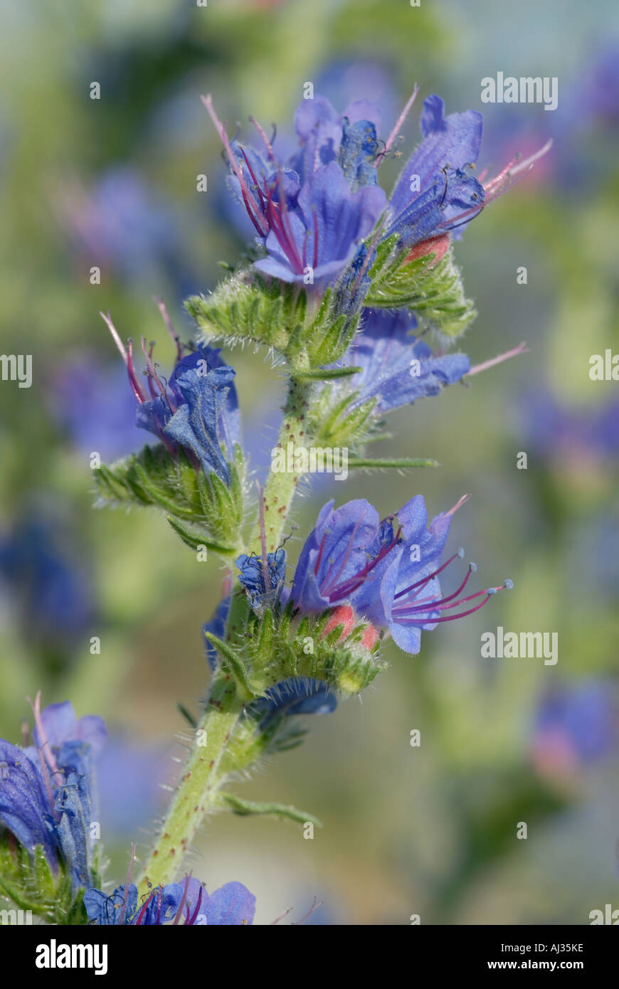Vipers bugloss flower echium vulgare blue flower hi-res stock ...