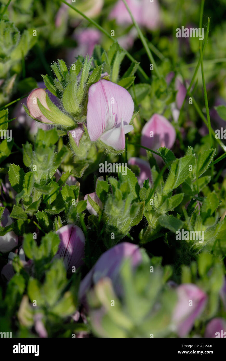 Pale purple flower of Sea Pea Lathyrus maritimus Lathyrus japonicus ...