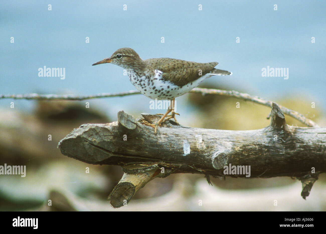 Active sandpiper hi-res stock photography and images - Alamy