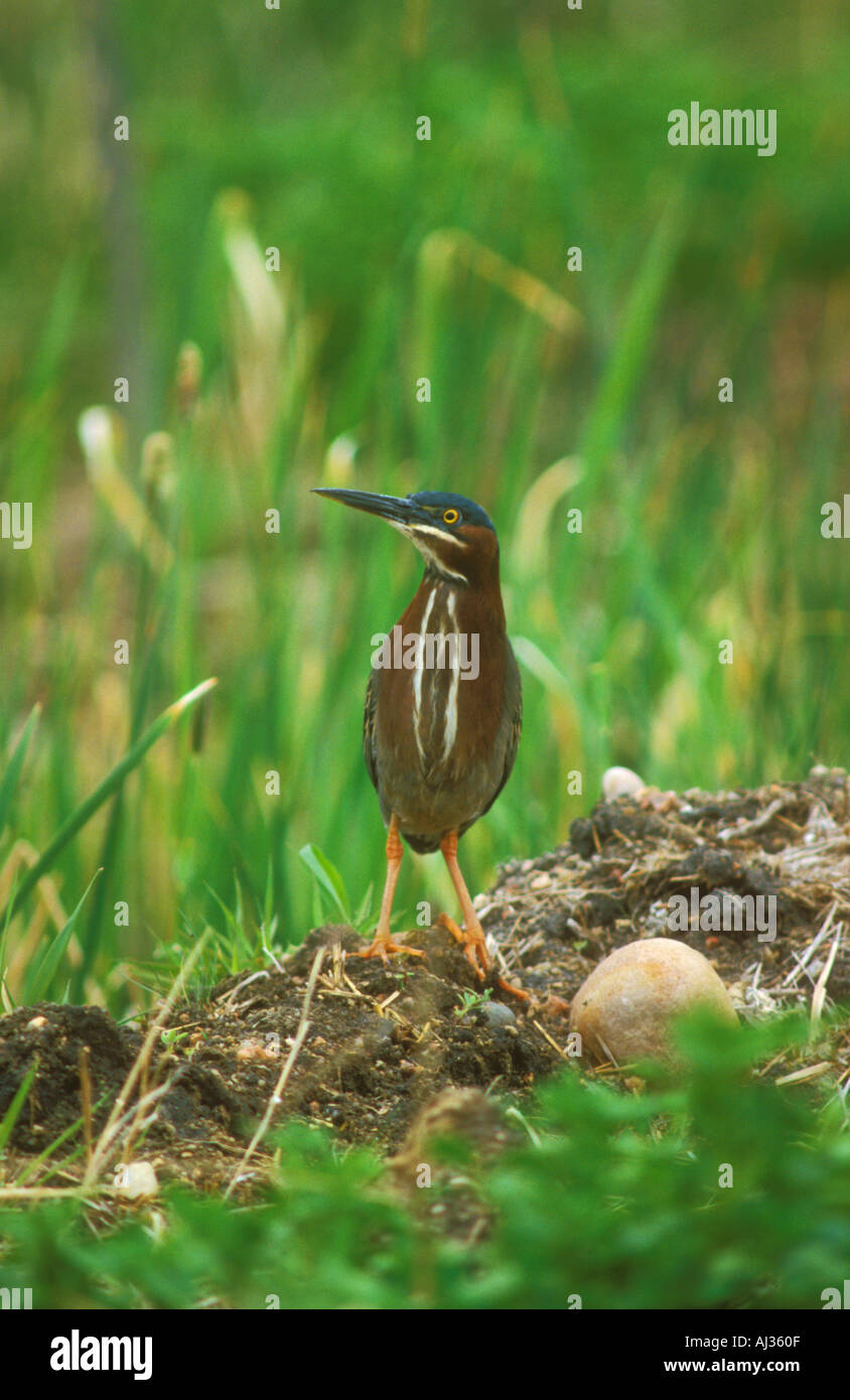 Green Heron adult in breeding condition Stock Photo - Alamy