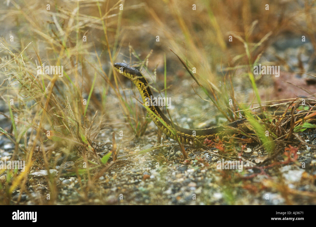 Eastern Ribbon Snake Stock Photo - Alamy