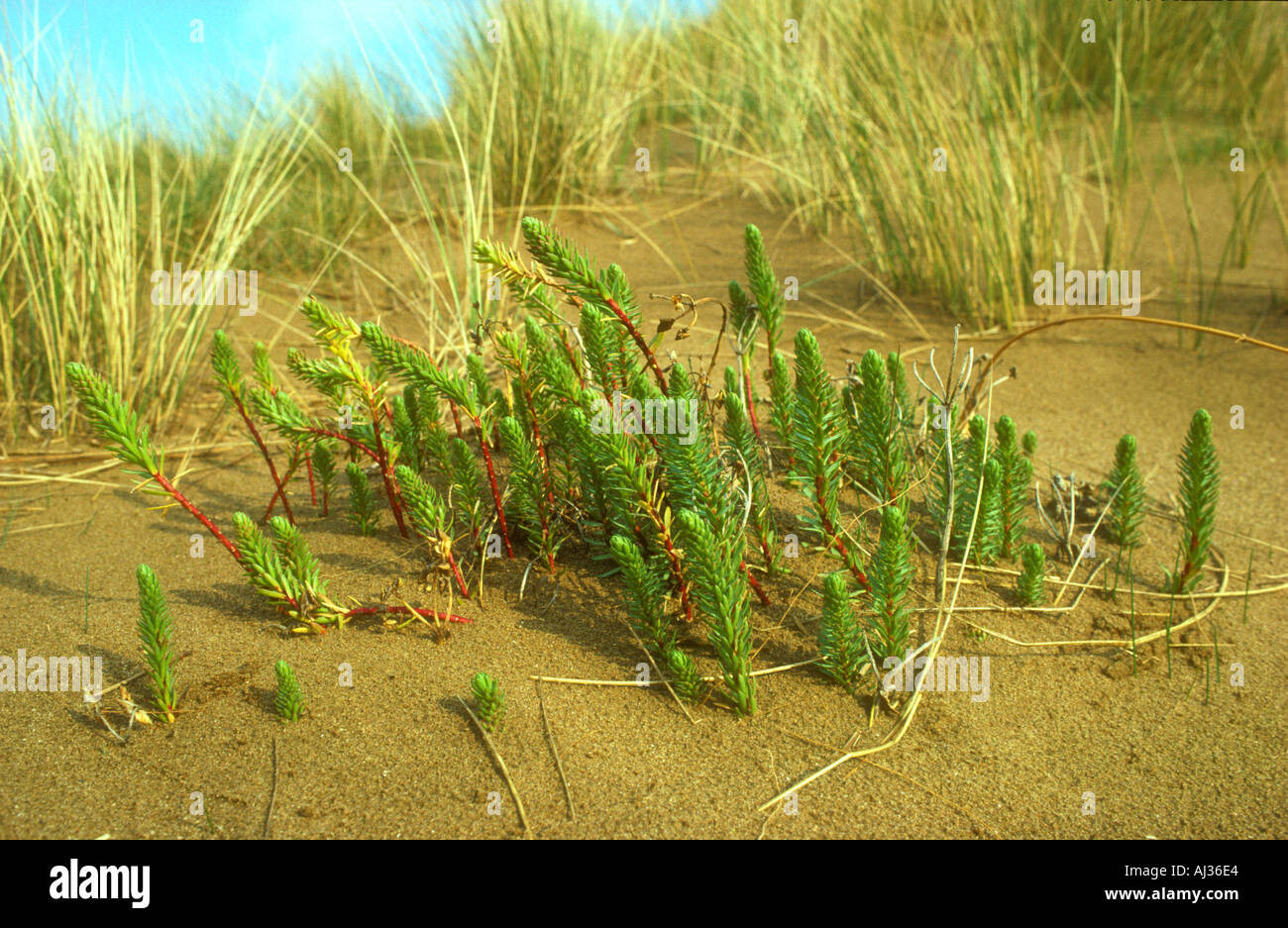 Sea spurge and england hi-res stock photography and images - Alamy