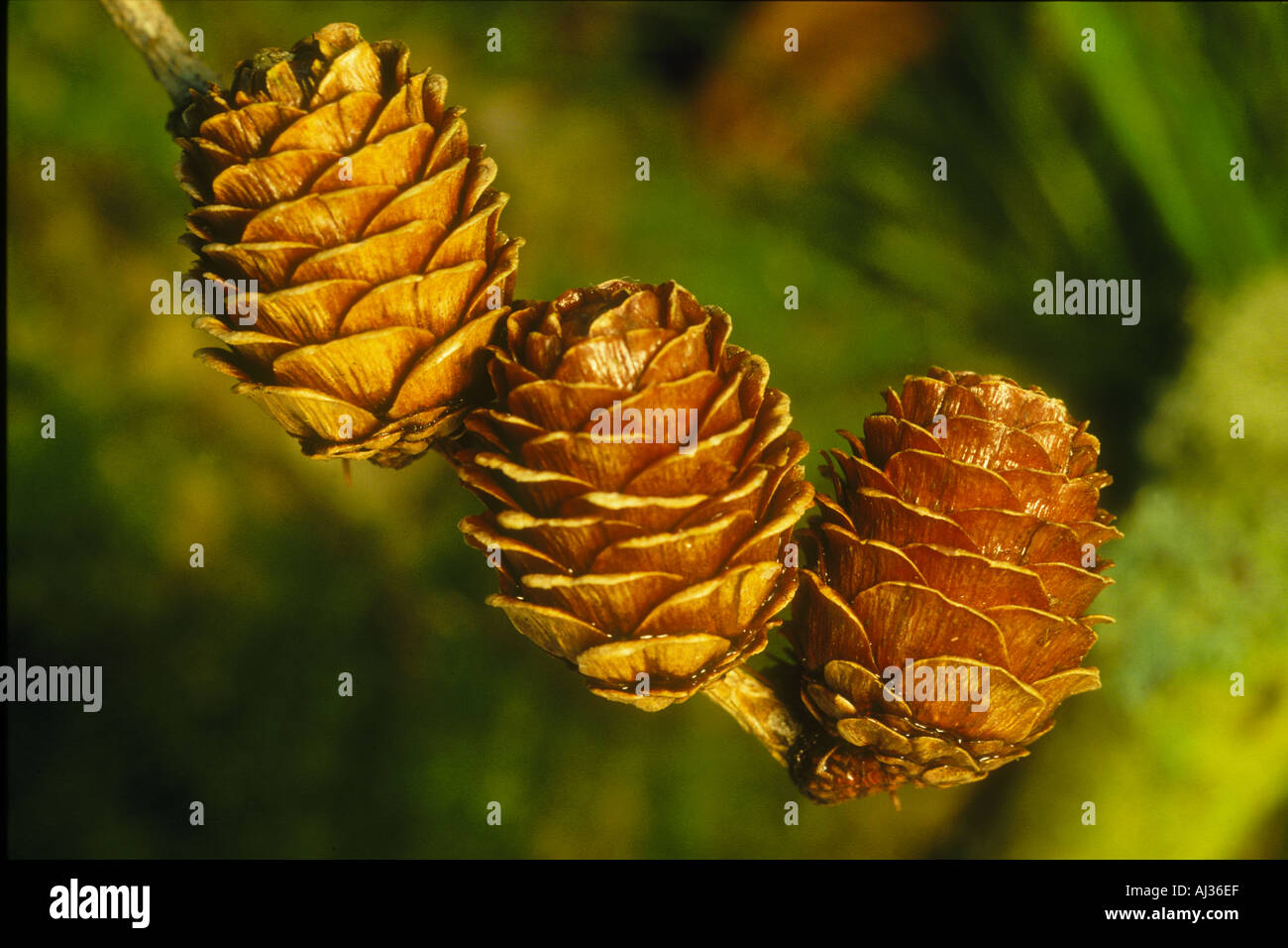 Dense larch woodland hi-res stock photography and images - Alamy