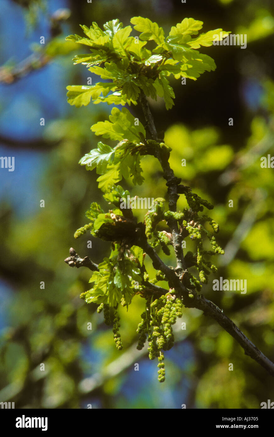 Oak Leaves in Spring Stock Photo - Alamy