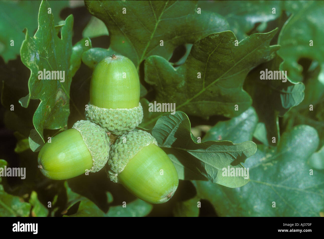 3 green oak nuts hi-res stock photography and images - Alamy