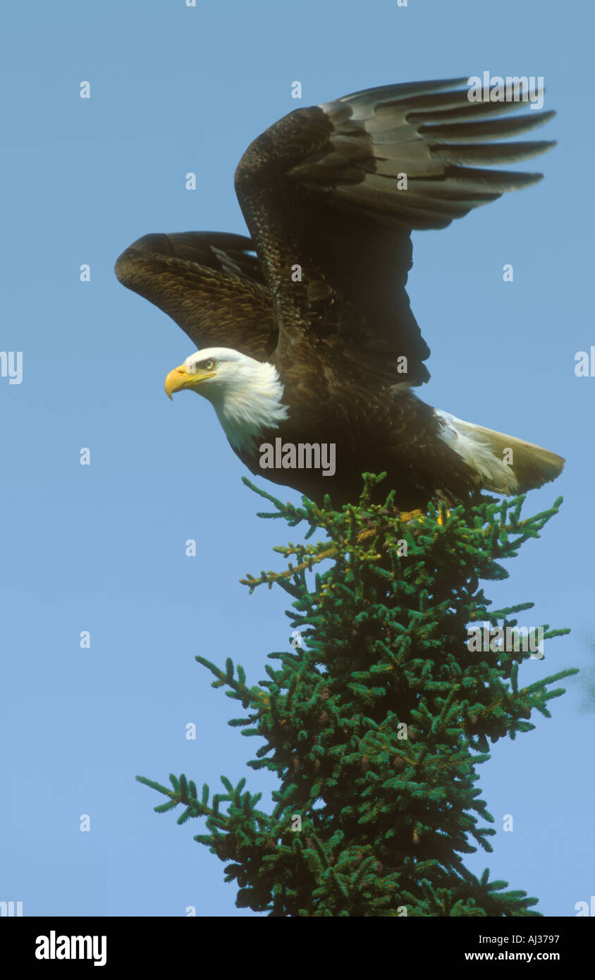 Bald Eagle about to fly Stock Photo - Alamy