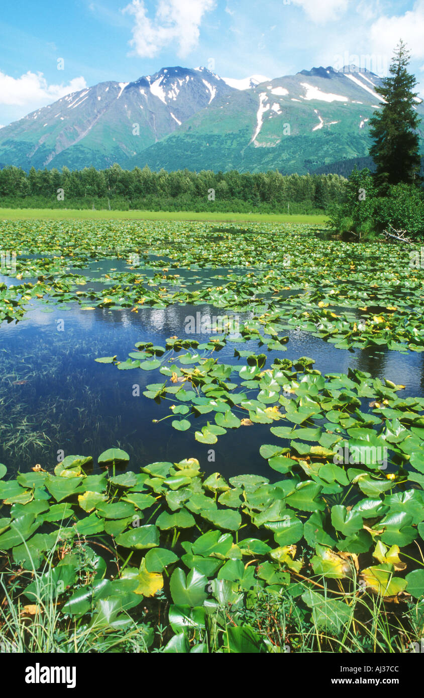 Ice lilly hi-res stock photography and images - Alamy