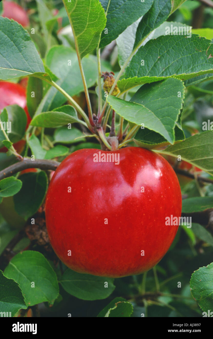 Apple Huon Valley Tasmania Australia Stock Photo - Alamy