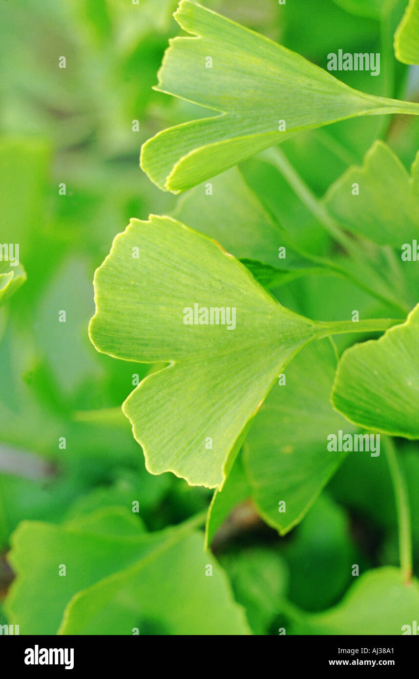 Ginkgo biloba gingko known hi-res stock photography and images - Alamy
