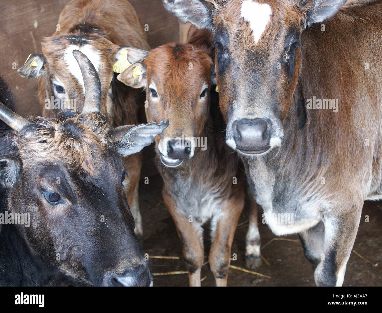 Dwarf cow hi-res stock photography and images - Alamy