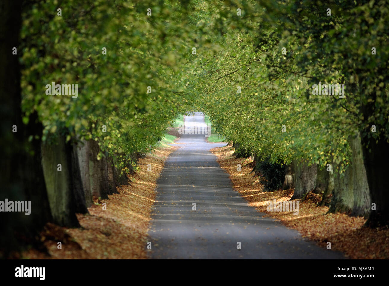 Old Country Lane High Resolution Stock Photography and Images - Alamy