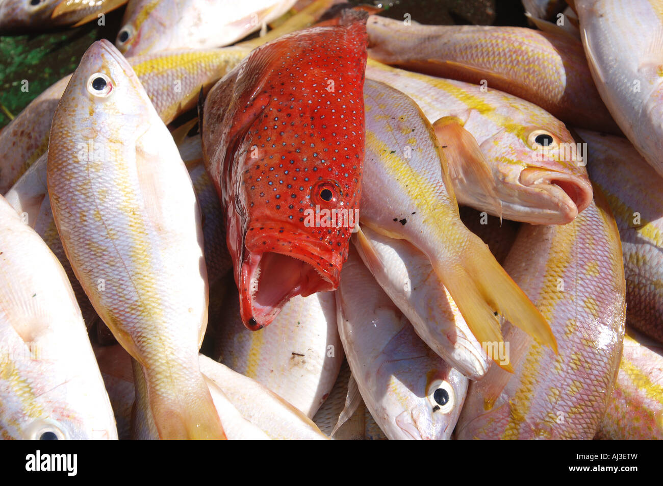Fresh fish haul at street fishing market. Seafood catcht of the day ...