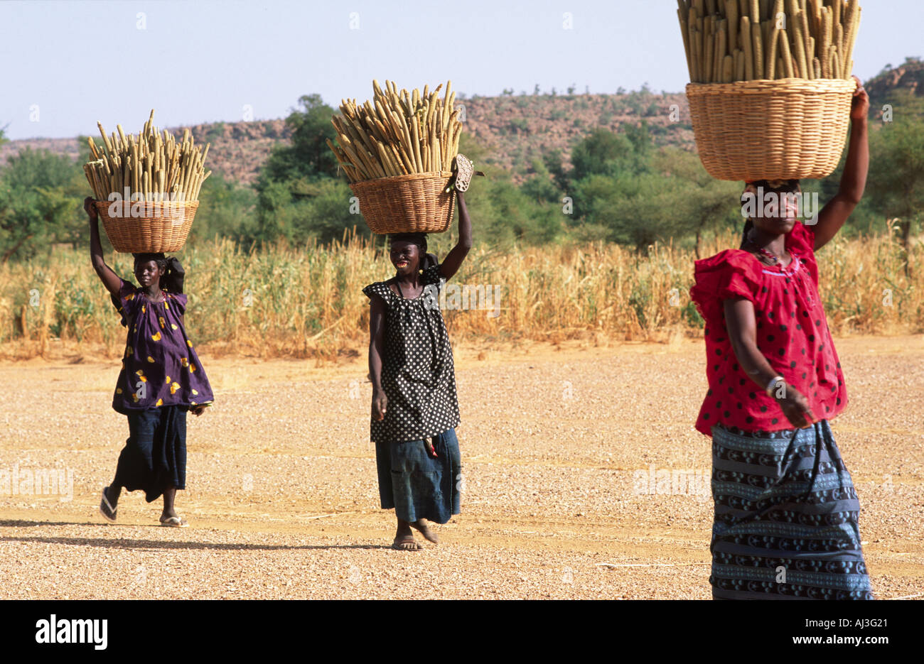 Dogon women carrying baskets of harvested millet. Bandiagara ...