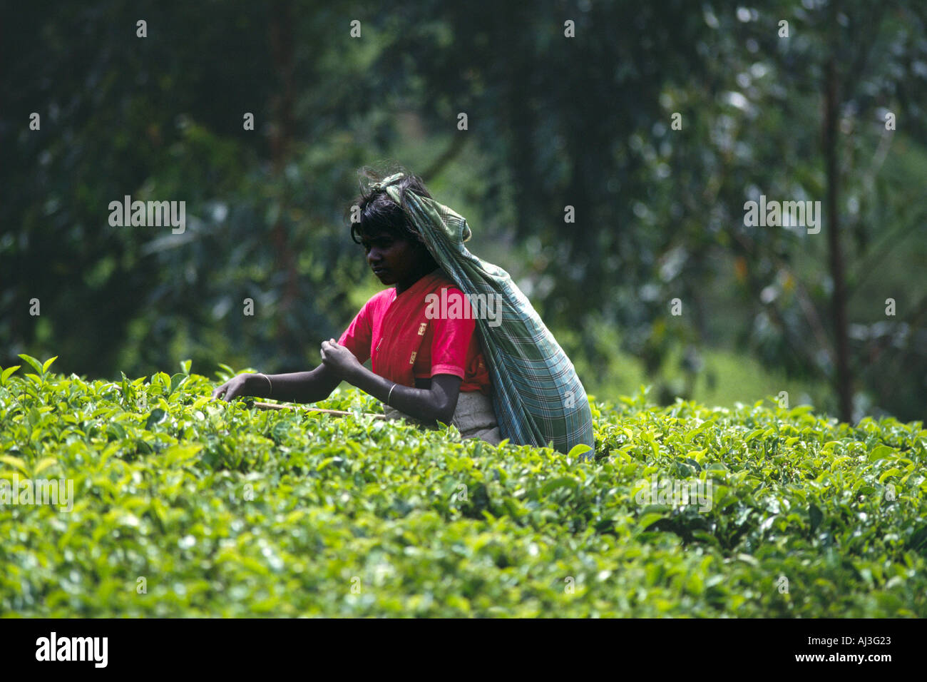 A Tamil woman picking tea on a large tea estate near Kandy, Sri Lanka ...