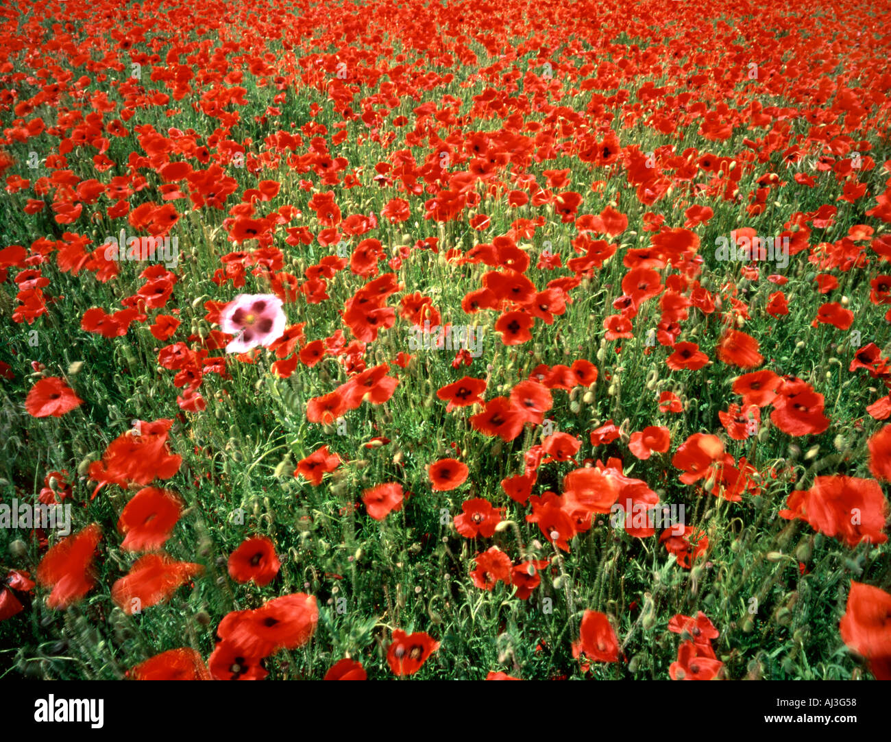 Stand out crowd hi-res stock photography and images - Alamy