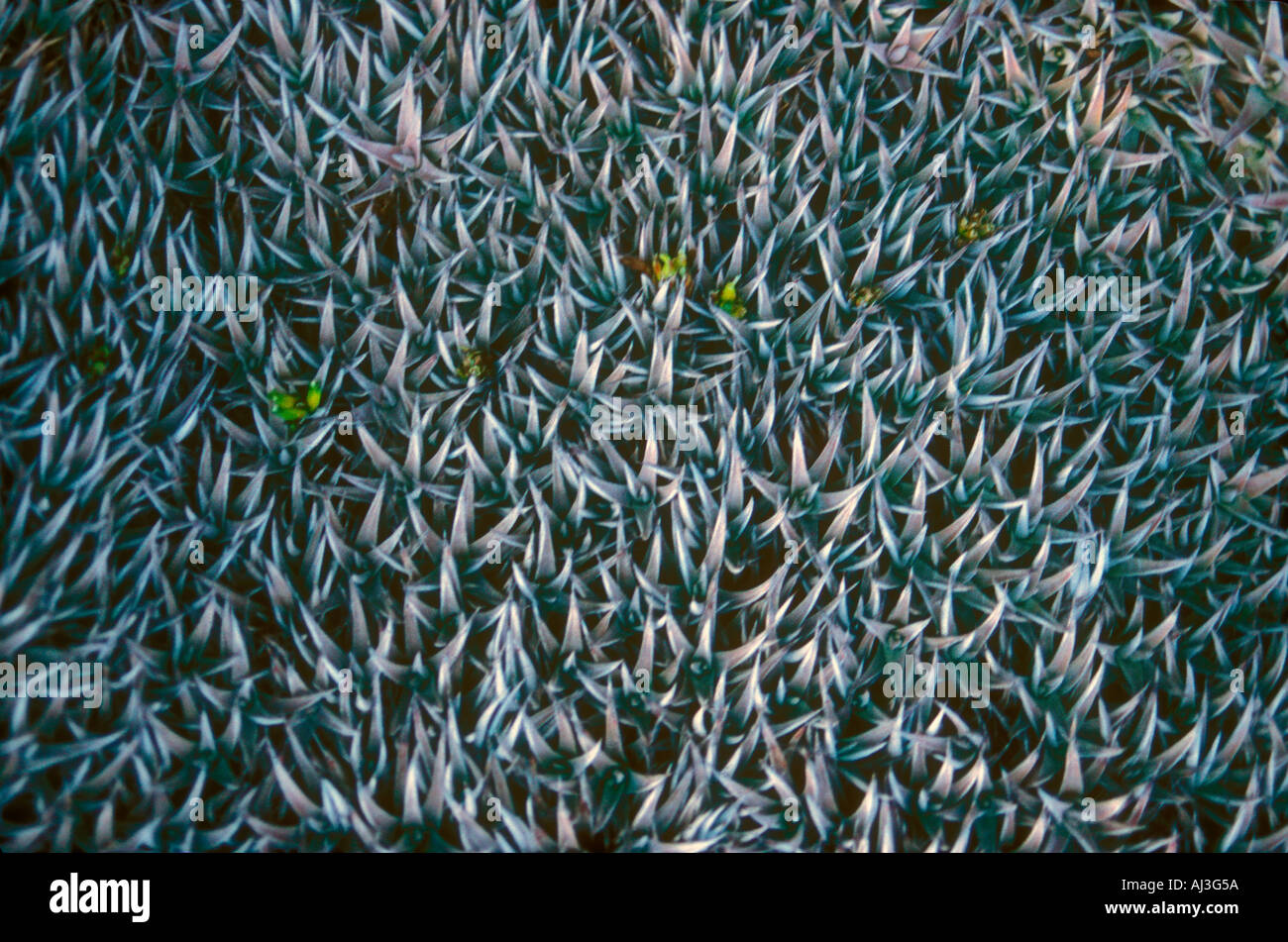 Abromeitiella lorentziana dwarf plant colony in higher Andes mountains ...