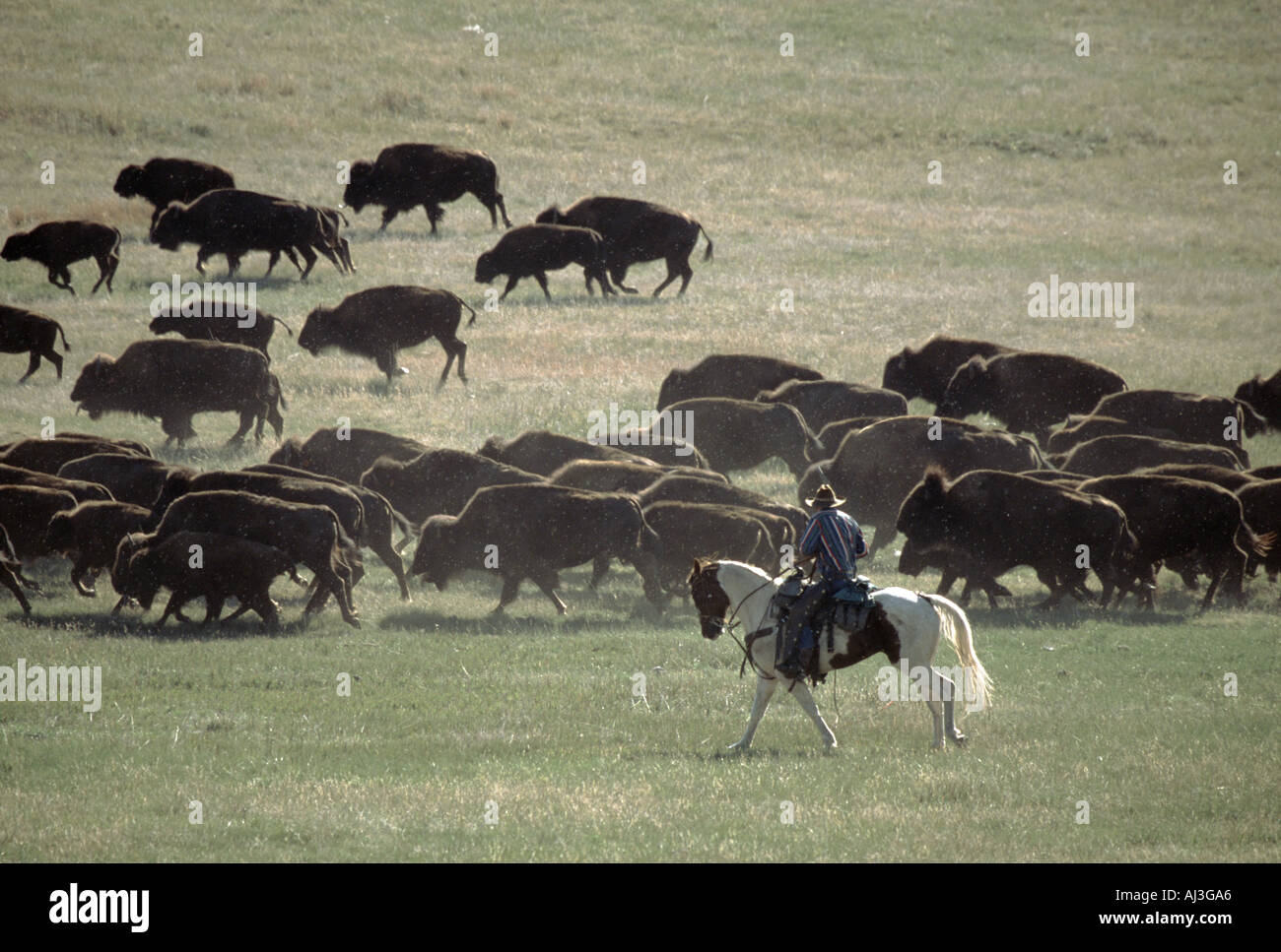 Cowgirl herding cattle hi-res stock photography and images - Alamy