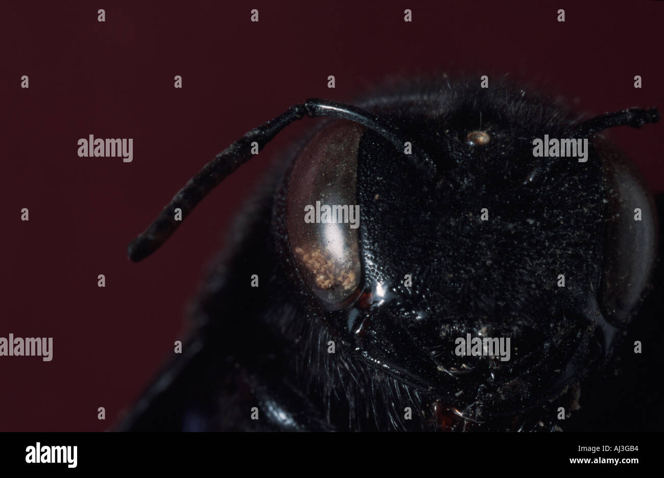 Portrait of a Carpenter bee (Xylocopa violacea) largest bee in europe ...