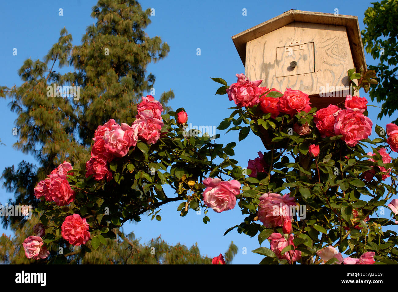 Rose vine pattern hi-res stock photography and images - Alamy